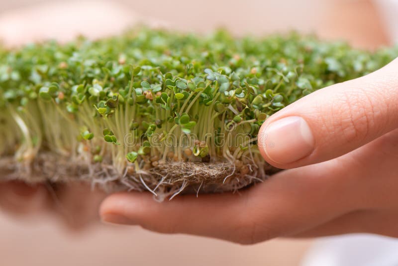 Micro Greens. Sprouted Mustard Seeds on Linen Mat in Female Hands Stock ...