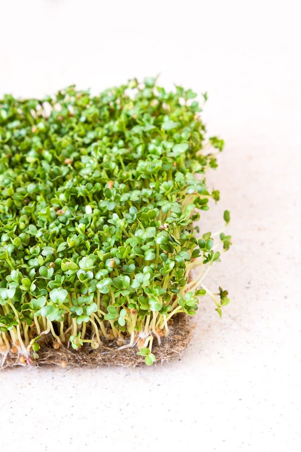 Micro Greens. Snow Pea Sprouts Cut and Ready for Eating Stock Image ...