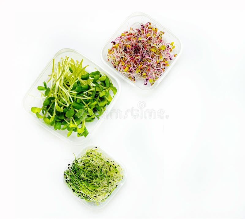 Micro Greens Sprouts of Onion, Sunflower, Radish in Plastic Storage ...