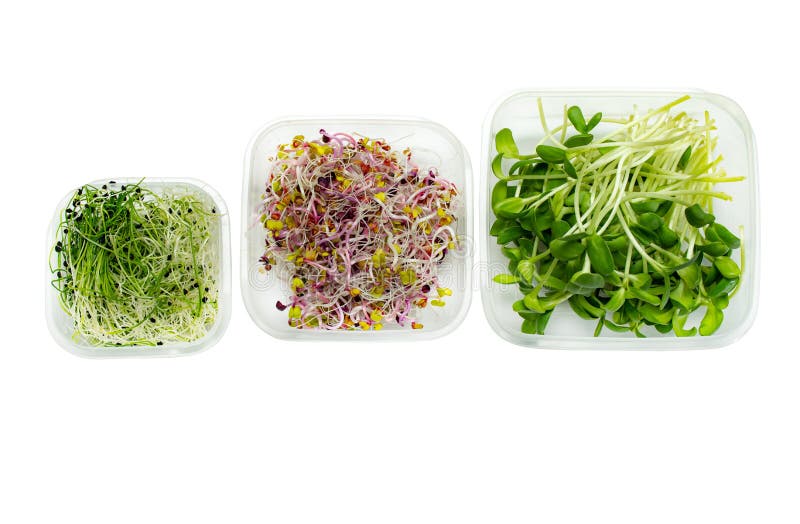 Micro Greens Sprouts of Onion, Sunflower, Radish in Plastic Storage ...