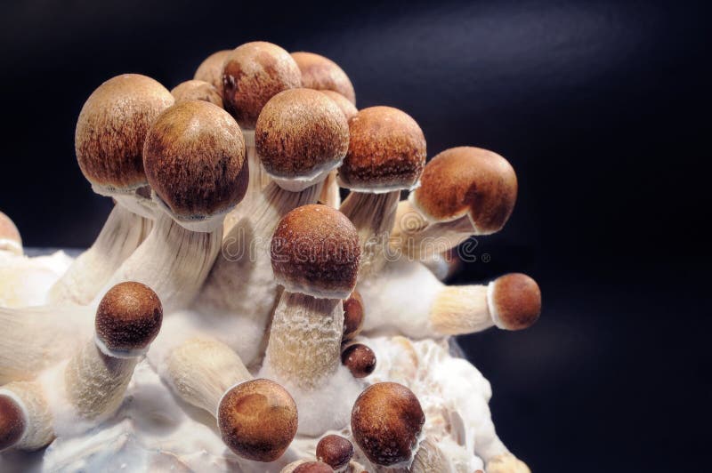 Micro Growing of Psilocybe Cubensis on Black Background. Stock Photo ...