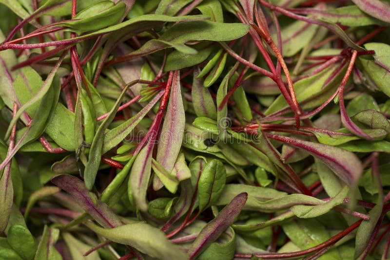 Micro Herb Red Chard stock image. Image of background - 68350485