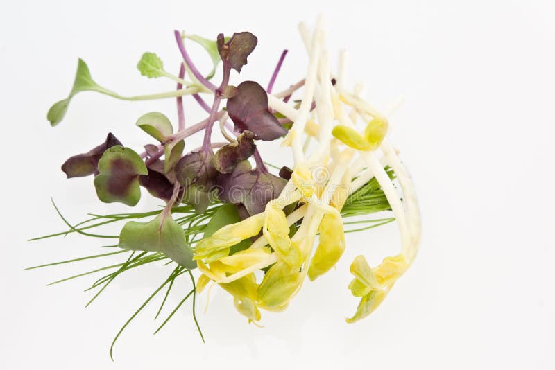 Micro Herbs stock photo. Image of leaf, bunch, chives - 13886912