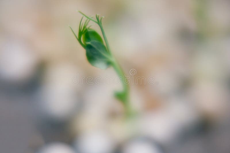Pea Sprout. Macro Shooting. Blurred Background. Stock Photo - Image of ...