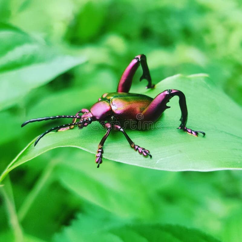 Micro horn beetle stock photo. Image of bettle, horn - 270451170