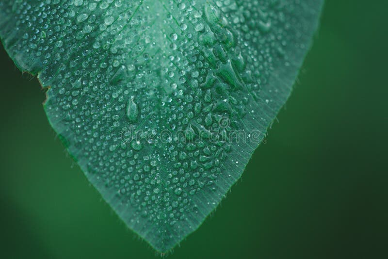 Micro-image D'une Feuille Recouverte D'eau Goutte Sur Fond Vert Image ...