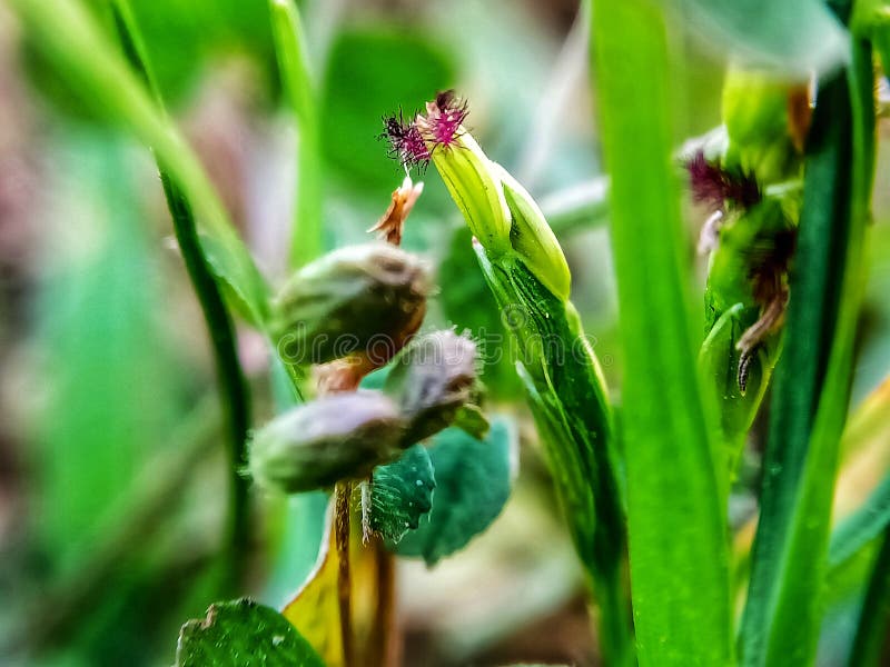Micro Image of Green Grass in Meadow India Stock Photo - Image of ...