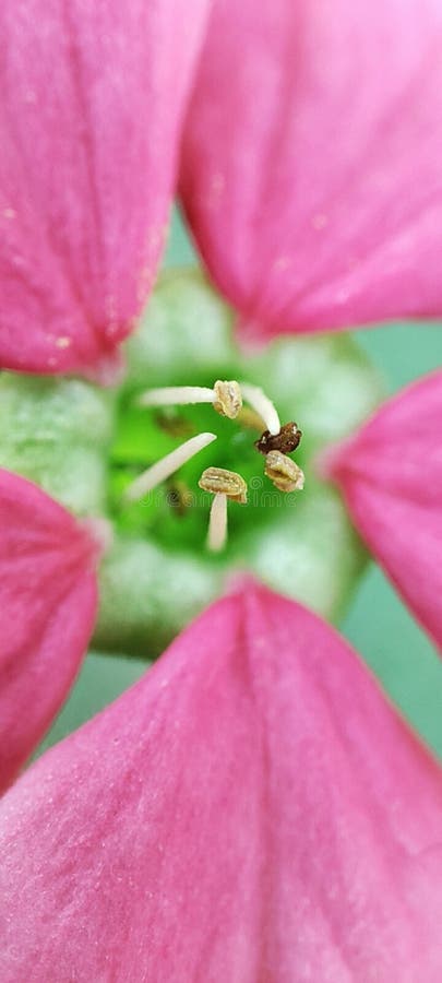 Micro image of pink flower stock image. Image of green - 271337763