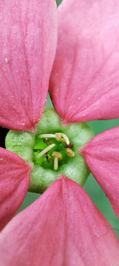Micro image of pink flower stock photo. Image of wildflower - 271337774