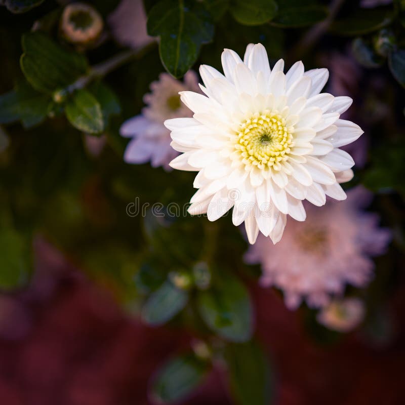 Micro Image of White Chrysanthemum Flower Stock Photo - Image of head ...