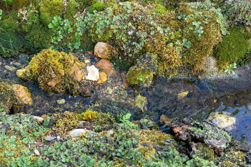 Micro Landscape with Imitation of a Forest Stream, Driftwood, Micro ...