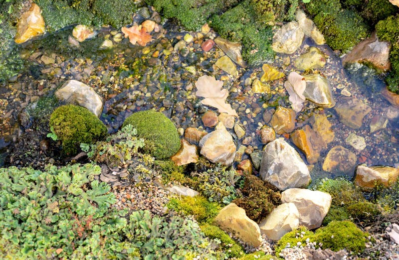 Micro Landscape with Imitation of a Forest Stream, Driftwood, Micro ...