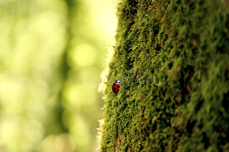 Micro life stock image. Image of ladybird, ladybug, sitting - 37264771