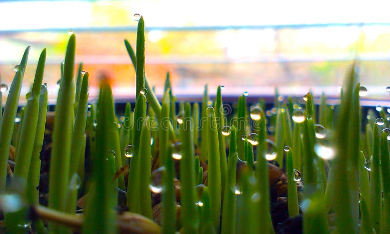 Micro Water Drops on Purple Plant Leaf Stock Image - Image of ...