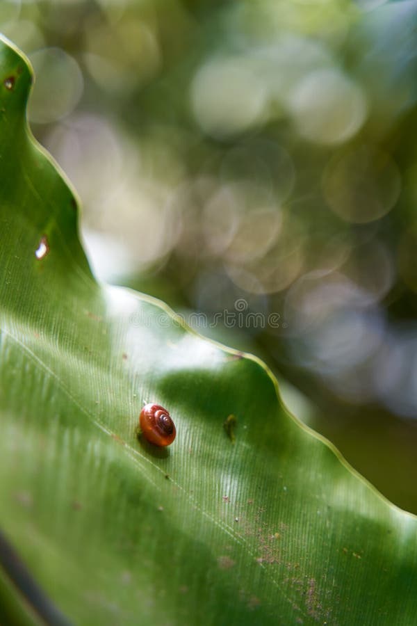 Micro Little Snail on a Green Plant Leaf in the Jungle Stock Photo ...