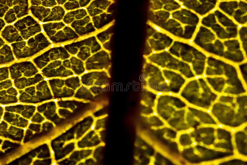 Micro Macro Pattern Green Leaf Stock Image - Image of beauty, green ...