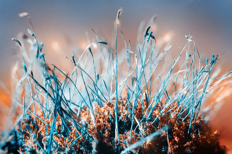 Micro magic forest. stock photo. Image of forest, magic - 90260458