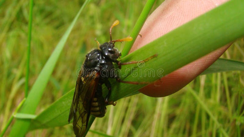 Micro Monster | Wasp stock photo. Image of nature, spring - 135058126