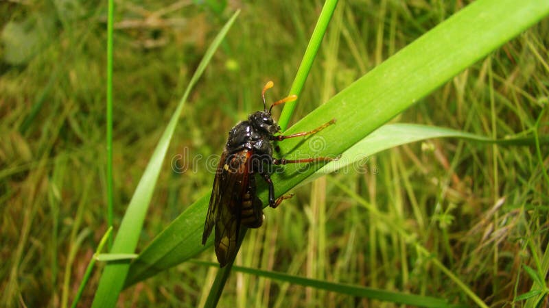 A Micro Monster | Wasp stock photo. Image of forest - 135482172