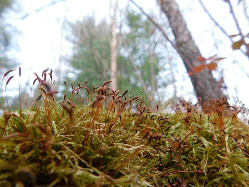 Micro Moss stock photo. Image of micro, forest, moss - 171500938