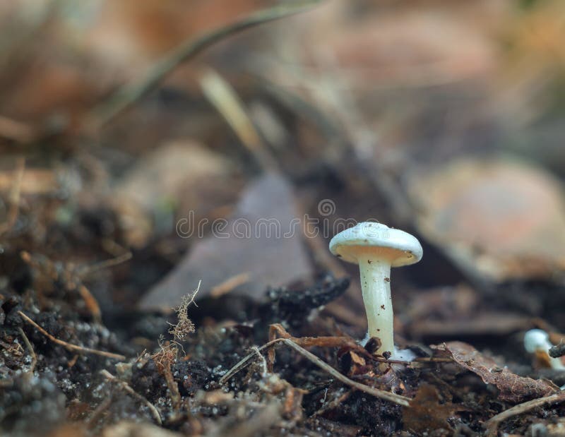 Micro Mushroom in the Forest Stock Photo - Image of undergrowth ...