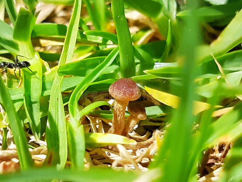 Micro Mushroom Hidden in Grass Stock Image - Image of micro, mushroom ...