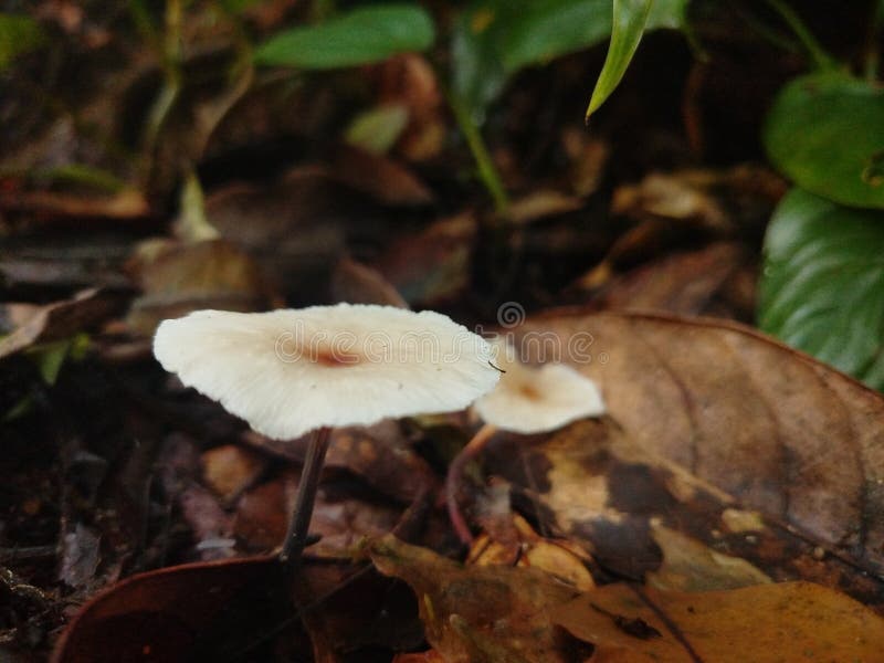 A Micro Mushroom in the Middle of the Soil of a Tropical Forest Stock ...