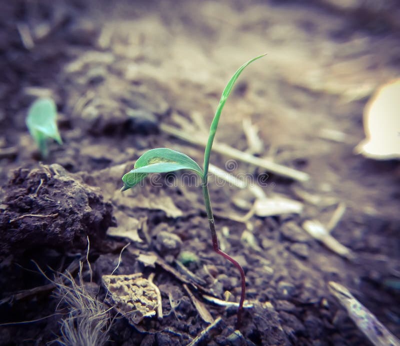 Micro Nature stock image. Image of dycotile, micro, cell - 126613481