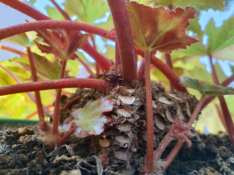 Micro Nature - Root of Begonia Red Star Stock Photo - Image of micro ...