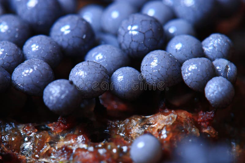 Micro-organism fungus stock image. Image of bacteria - 55337989