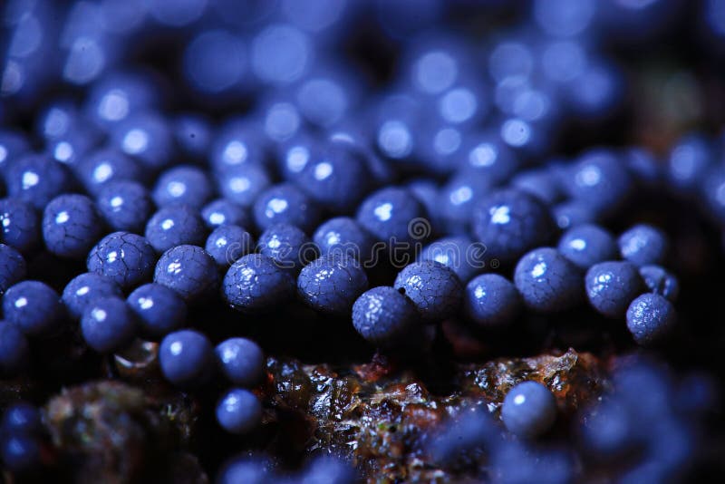 Micro-organism fungus stock image. Image of micro, biology - 55126507