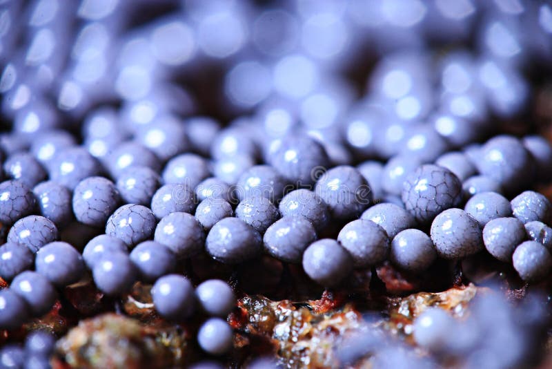 Micro-organism fungus mold stock image. Image of bacterium - 55362451