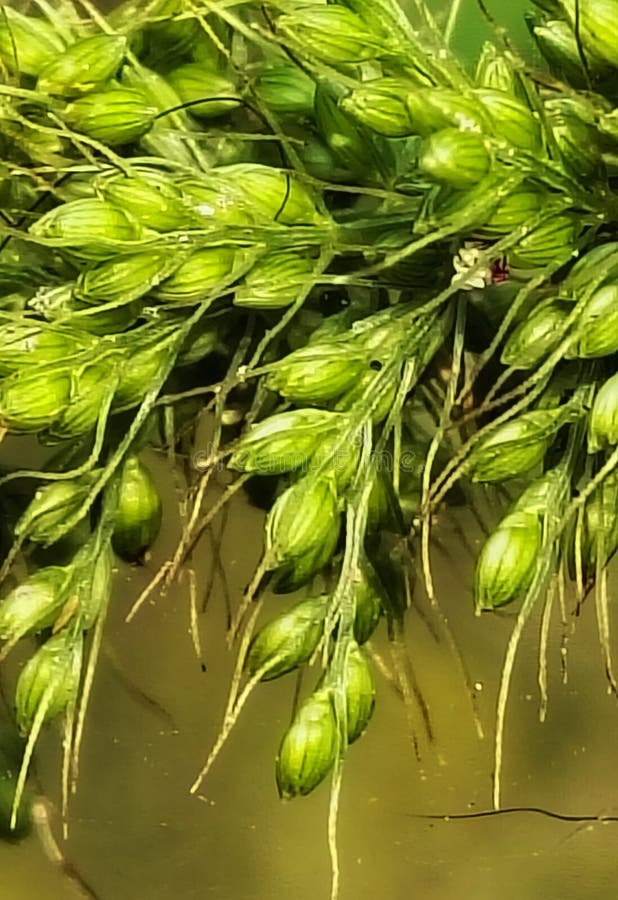 Micro Photo of Flowers of Grass Stock Image - Image of micro, green ...