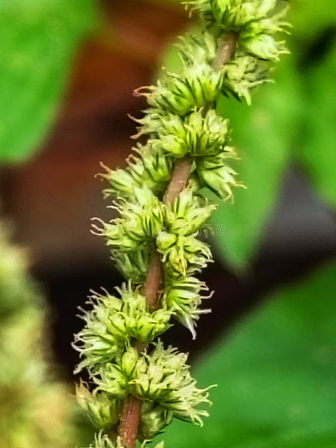 Micro Photo of Flowers of Grass Stock Photo - Image of micro, green ...