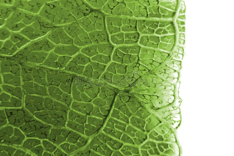 Micro Photo of Leaf Texture Stock Image - Image of green, life: 113625267
