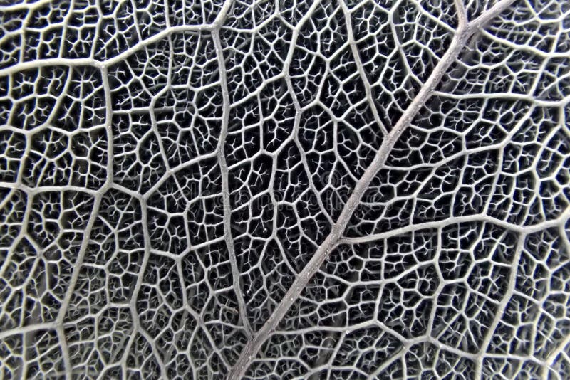 Micro Photo of Leaf Texture Stock Photo - Image of nature, healthy ...