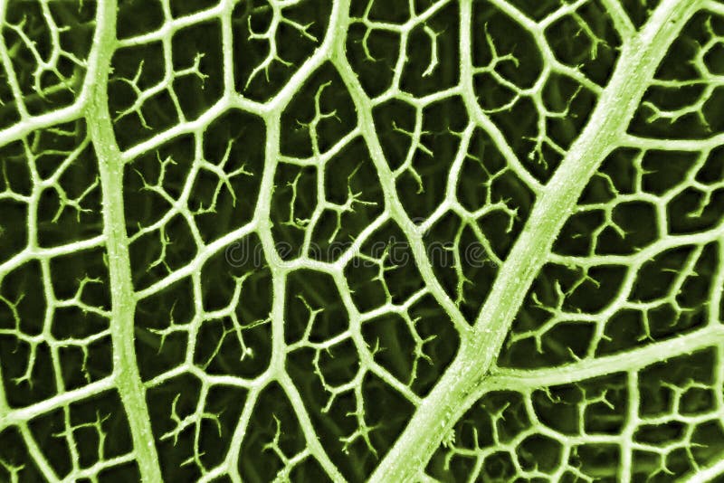 Micro Photo of Leaf Texture Stock Image - Image of green, life: 113625267