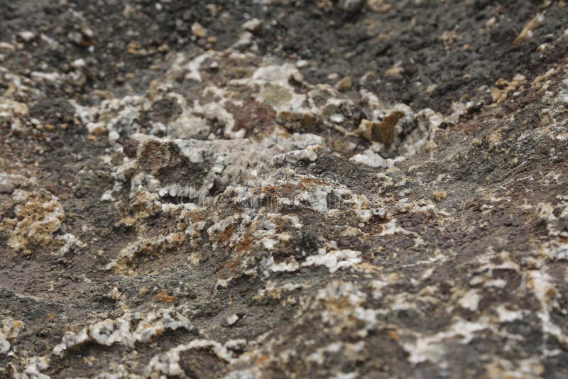 Micro Photo of White Fungus Stock Image - Image of grass, forest: 175316619