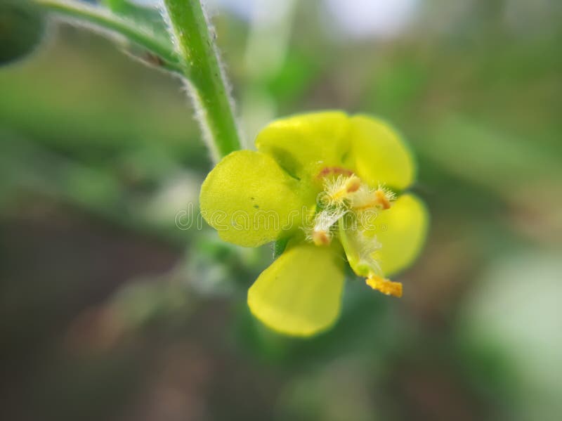 Micro Photo of Yellow Flower in the Garden. Stock Photo - Image of ...