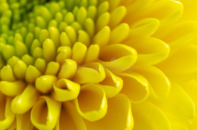 Micro Photography of Deep Yellow Flower with Dense Curled Petals. Stock ...