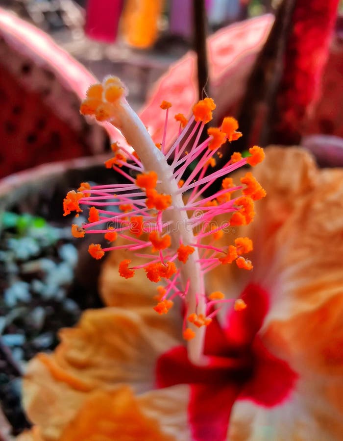 Micro Photography stock image. Image of invertebrate - 191868267