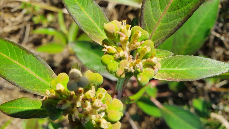 Micro Photography on Weed Plant Stock Image - Image of outdoor, micro ...