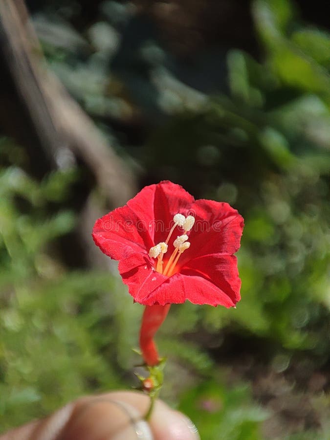 Micro pic red flower my stock image. Image of wildflower - 240939381