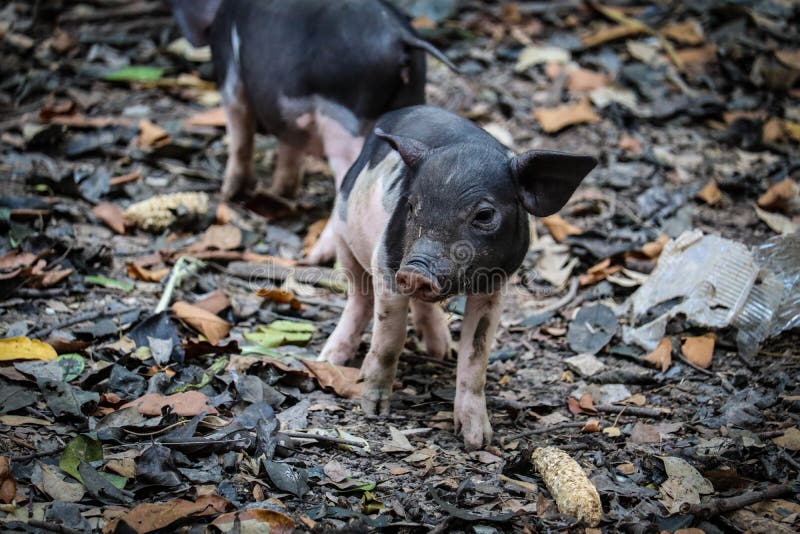 Micro pig is cute stock photo. Image of pigpen, miniature - 166024972