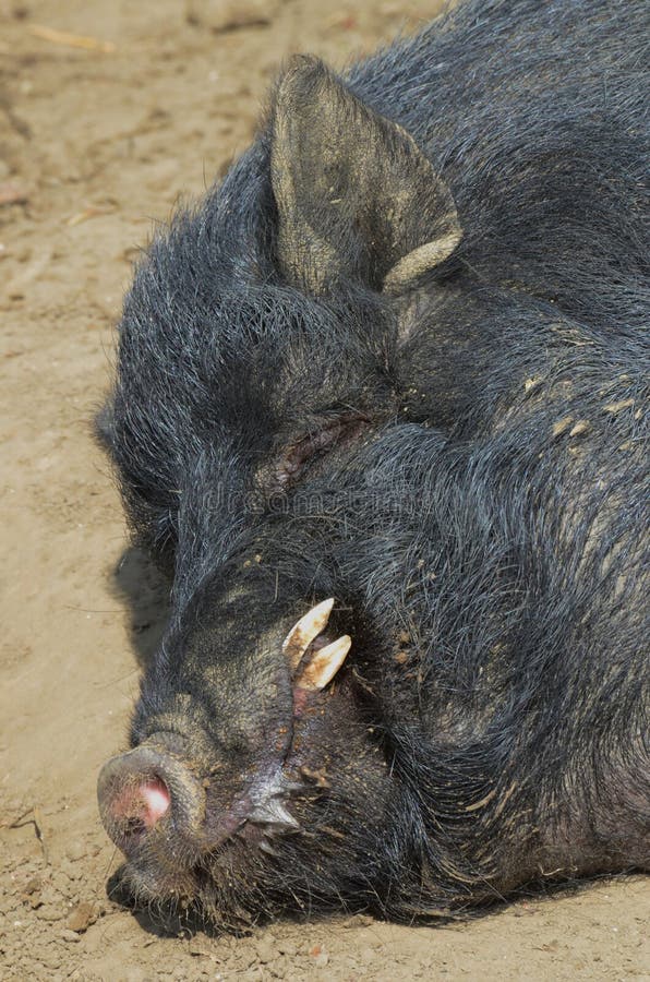 Micro Pig Head Portrait Stock Photos - Free & Royalty-Free Stock Photos ...