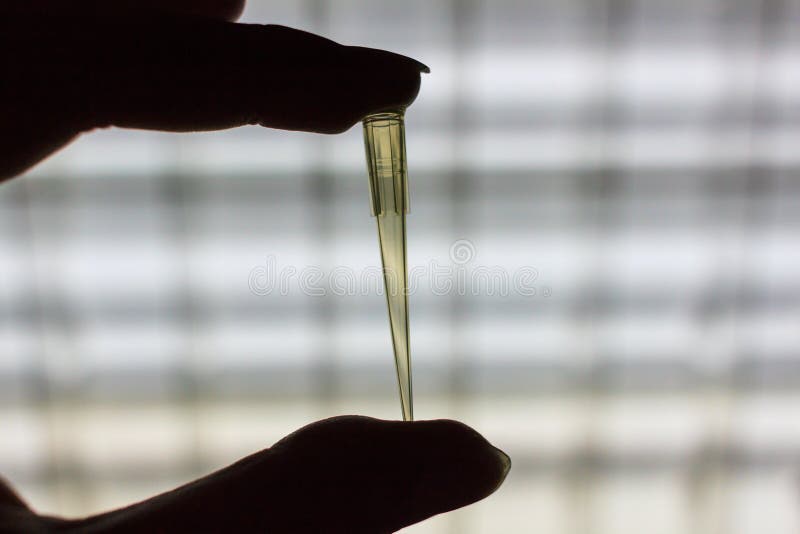 Micro Pipette Tips Inside of the Beaker and Holding by Hand in La Stock ...