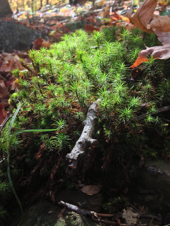 Micro plant stock image. Image of yellow, green, small - 67277533