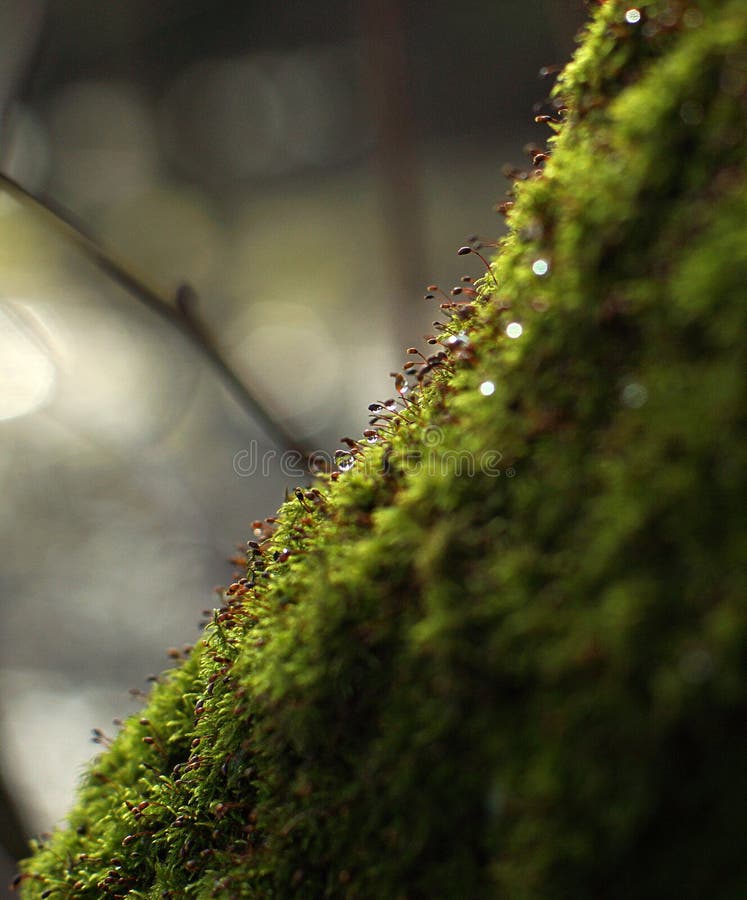 Micro Plants and Water Droplets on the Surface of Fluffy Green Moss ...