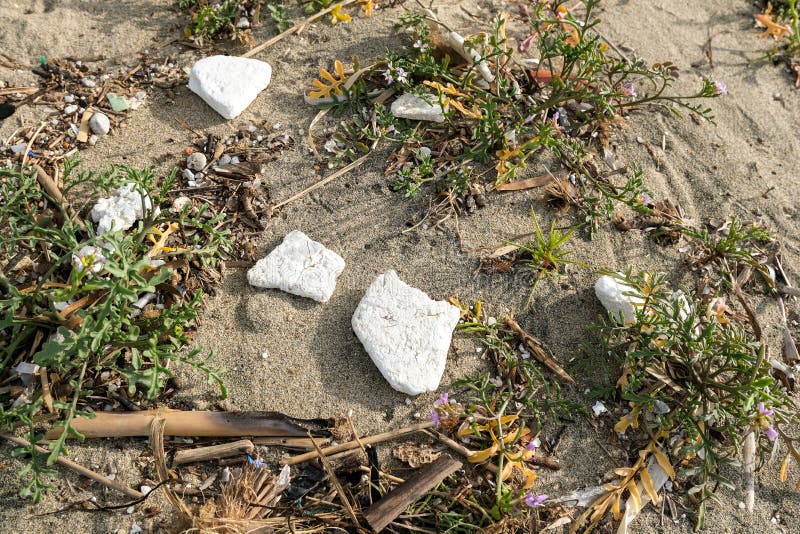 Micro Plastics and Polystyrene Waste on Sea Plants Ecosystem,ocean ...