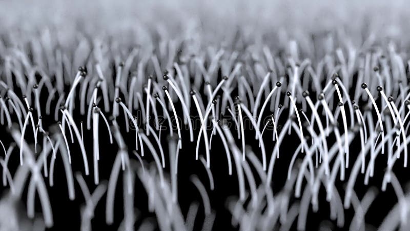 Micro Psilocybin Mushrooms Mycelium Fungus Stock Video - Video of bacteria, microscopy: 387323235